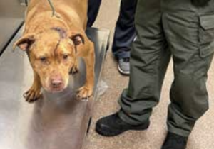 Saving the Marsh Tacky - Carolina Tails Magazine | Articles