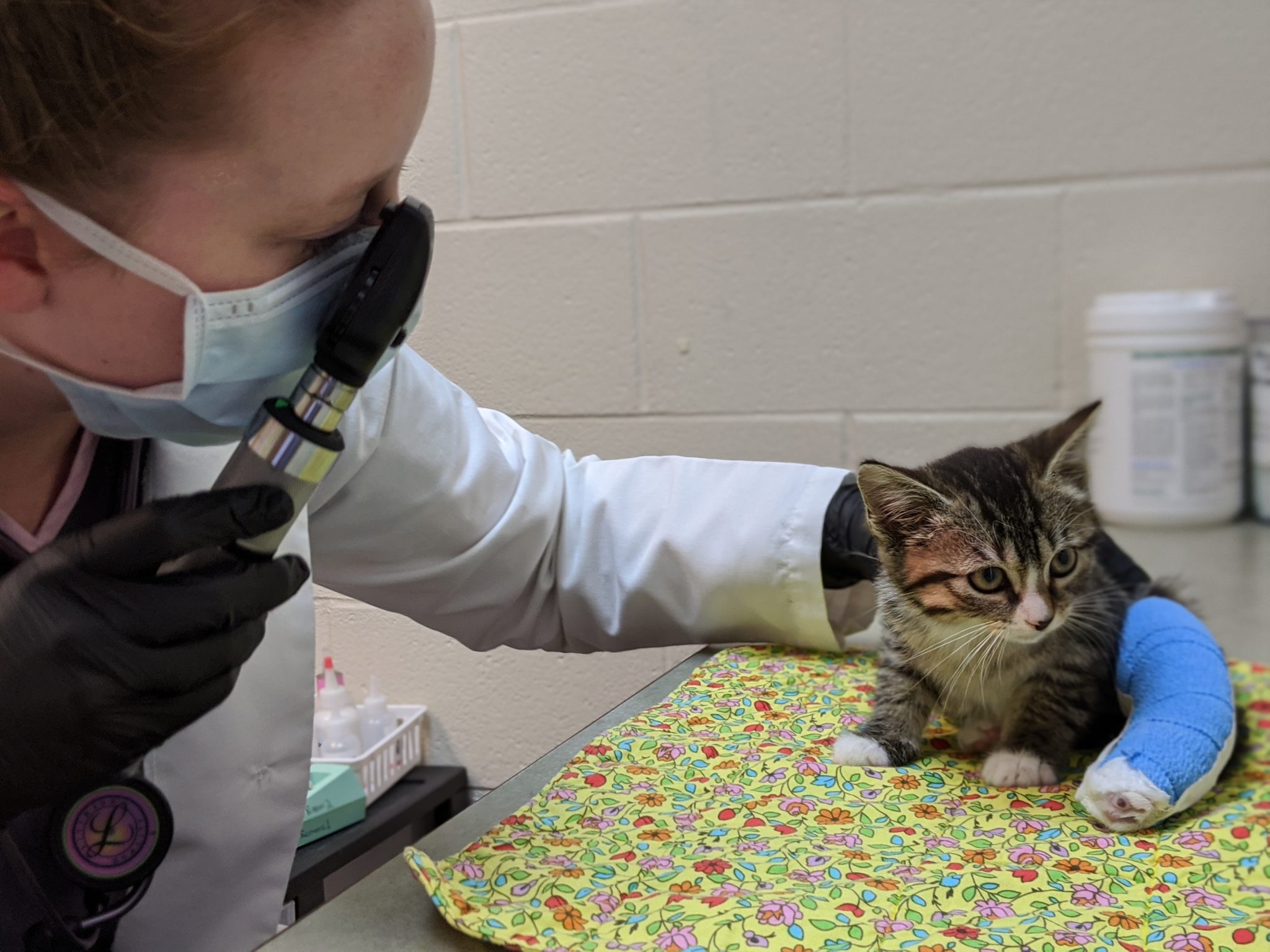 The Plight of Animals in Charleston County is at a Perilous Crossroads ...